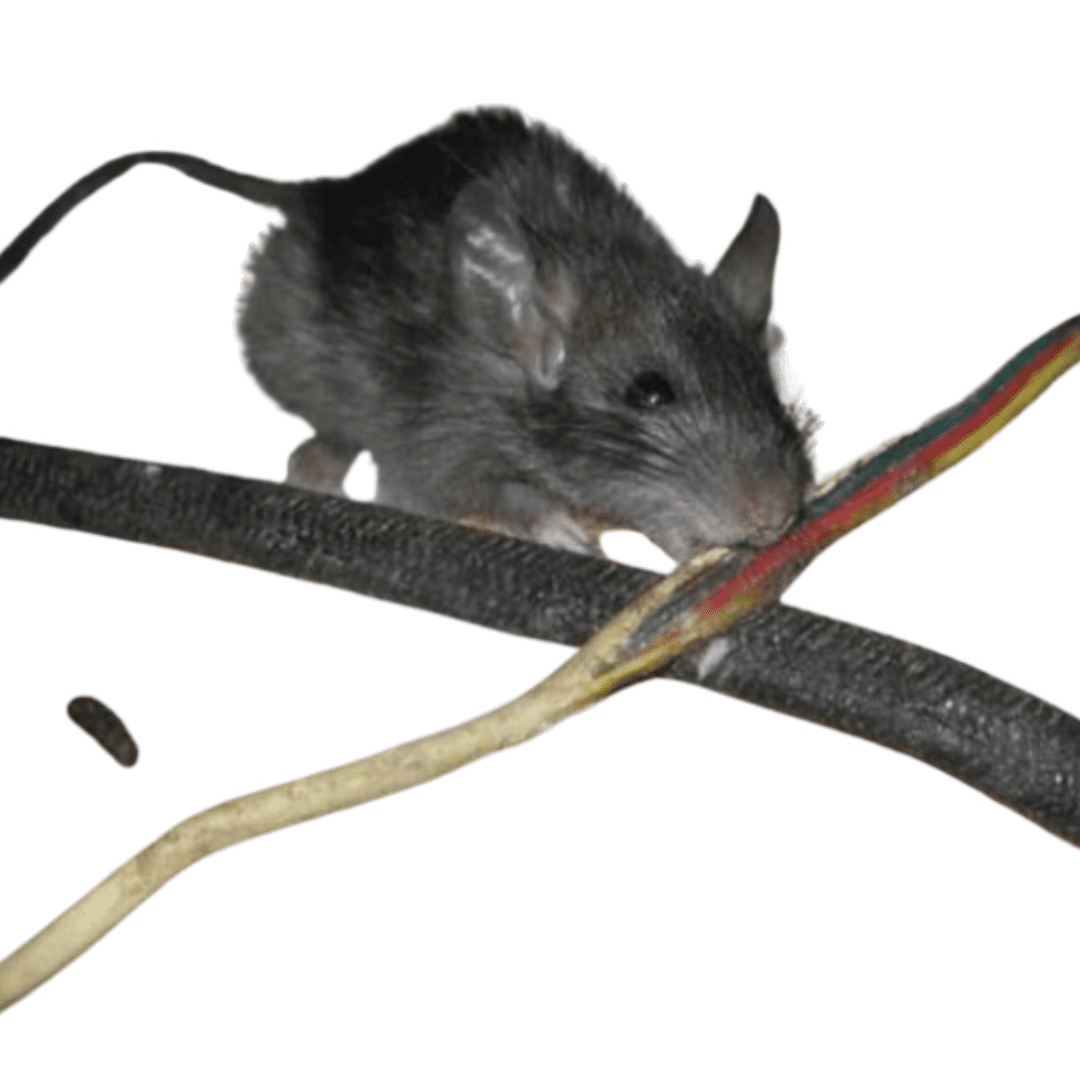 Rodent Proofing | Innovative Pest Solutions